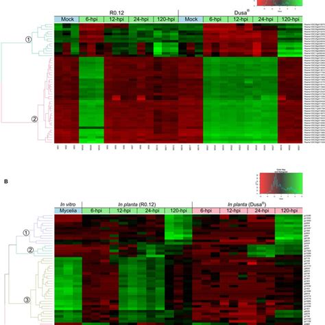 Temporal Clustering And Gene Ontology Enrichment Of Persea Americana
