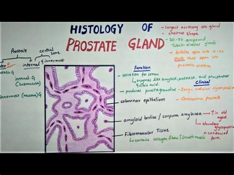 Prostate Histology Labeled Basic Anatomy And Histology Of The Prostate