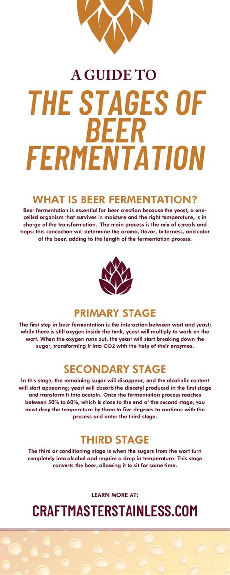 Beer Fermentation Process