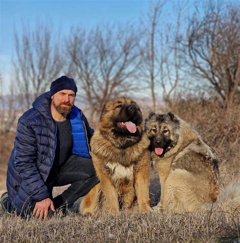 კა კავკასიური ნაგაზის ლეკვები Caucasian Shepherd Puppies