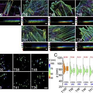 Modulation Of FA Architecture A IPALM 3D Superresolution Images Of