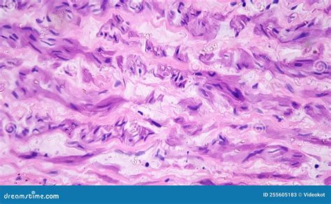 Simple Squamous Epithelium In Section Filmed Under Microscope With 400 Times Magnification Stock
