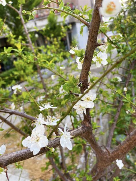 White Cherry Blossoms On A Tree Branch With Vibrant Green Leaves Stock