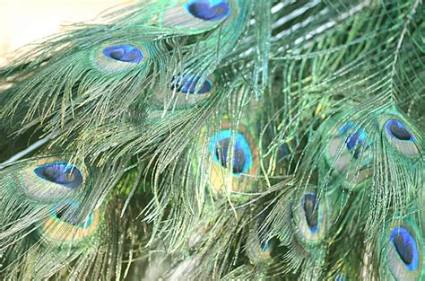 Picock Background Images Hd Pictures And Wallpaper For Free Download Pngtree