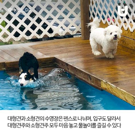 반려생활 대형견 수영장 찾으세요