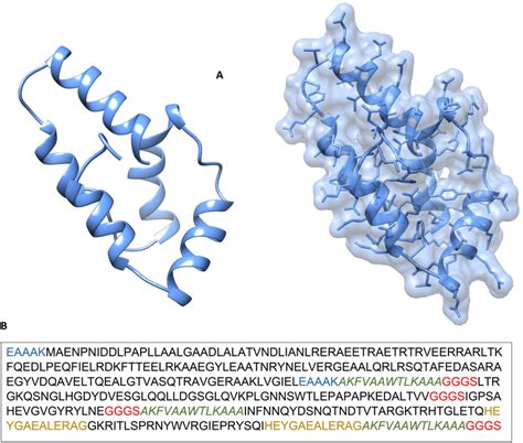 Vaccine Structure Modeling And Validation A The 3d Model Of A Download Scientific Diagram