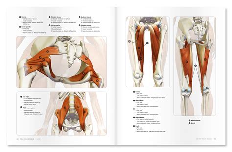 The Daily Bandha The Rectus Femoris Muscle In Yoga