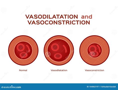 Vasoconstriction Cartoons Illustrations And Vector Stock Images 259 Pictures To Download From