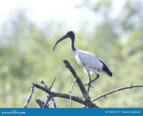 Aethiopicus Do Threskiornis Dos Bis Sagrados Do Africano Imagem De Stock Imagem De Jogo