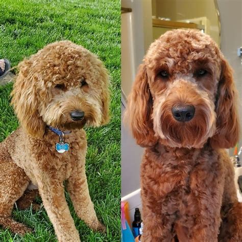 Scissor Cut Goldendoodle At Betty Kennedy Blog