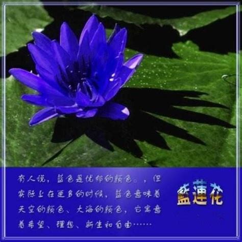 兰莲花图片 仙境蓝莲花图片大全 大山谷图库