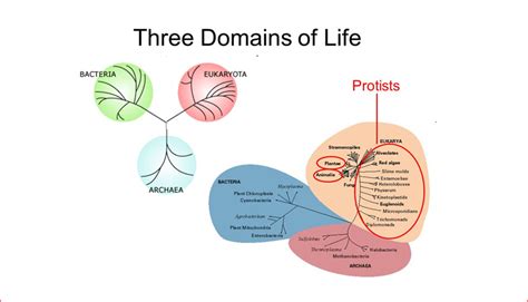 Three Domain System Of Classification By Suchitha Nethmira Medium