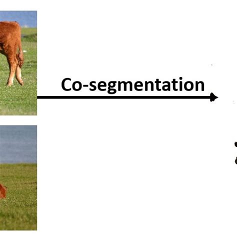 A Schematic Diagram Of Image Co Segmentation Download Scientific Diagram