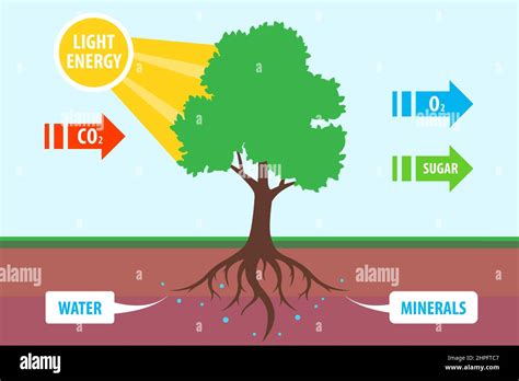 Carbon Dioxide Consumed By Trees At Mildred Fulcher Blog