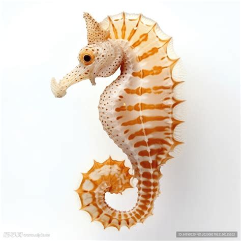 海马 摄影图 海洋生物 生物世界 摄影图库 昵图网