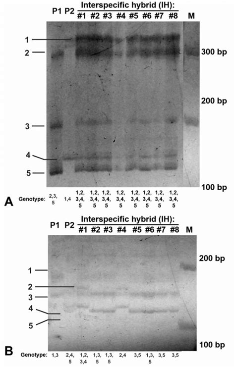Electropherogram Of Dna Amplification Result Of Eight F1 Individuals Download Scientific
