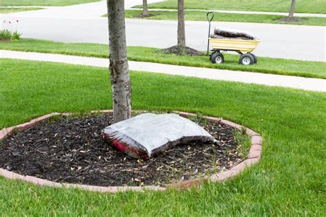 How To Mulch Around Trees A Practical Guide My Backyard Life