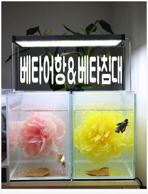 베타 물고기키우기 베타침대 깨끗하게 세척해줬어요 네이버 블로그