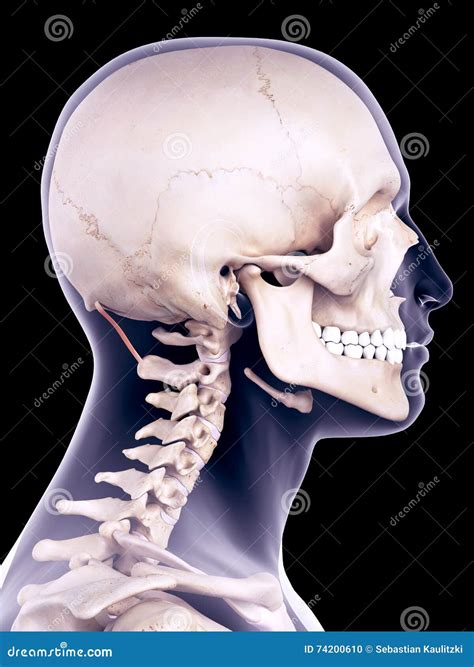 The Rectus Capitis Posterior Minor Stock Illustration 74197411