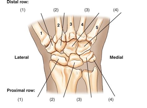 Posterior View R Wrist Diagram Quizlet