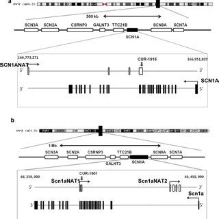SCN A Mutation Types In Cultured Dravet Fibroblasts Download Table