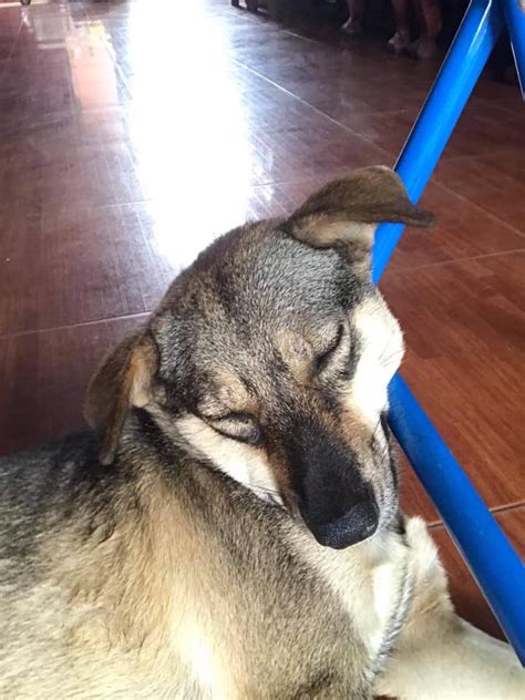 ໝາພັນລາດ ຊື່ ນ້ອຍ ສູນຮັບແຈ້ງ ປະກາດຫາໝາເສຍ ໝາຫຼົງທາງ Facebook