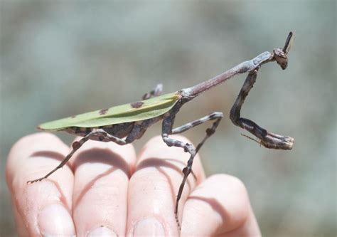 25 Types Of Praying Mantis Species Pictures And Identification