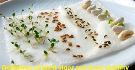 Definition Of Seed Vigor And Seed Viability