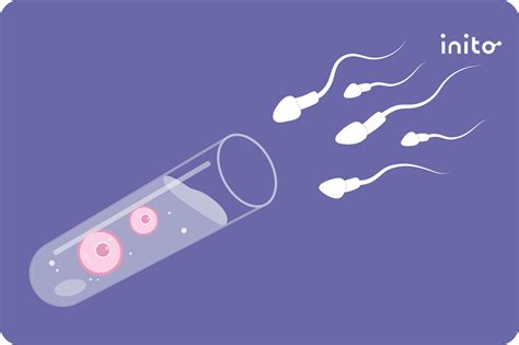 Ivf Process Your Step By Step Guide From Start To Finish Inito