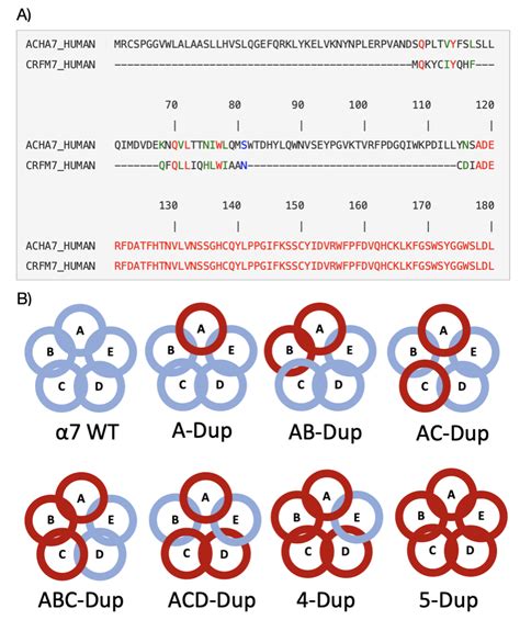 A Sequence Alignment Of α7 Dupα7 Extracellular Ec Domains Residues