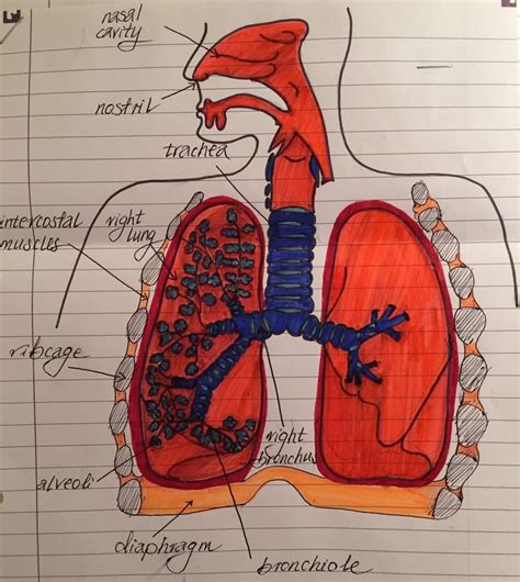 Human Respiratory System Model Labeled