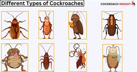 Different Species Of Cockroaches