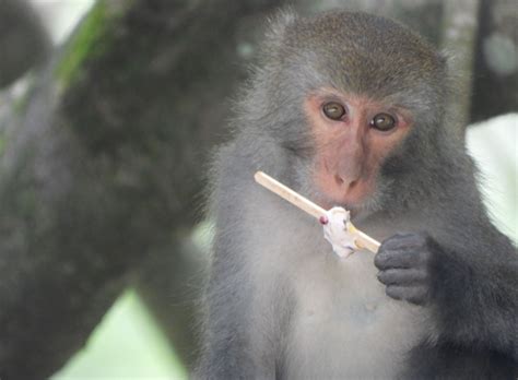【生態】太魯閣人猴共好 天祥食物不露白 健行筆記