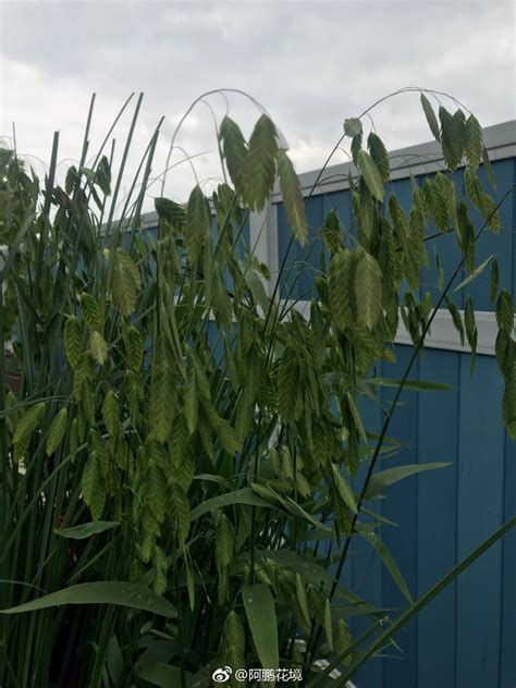 小盼草