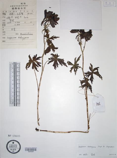 巴塘翠雀花图册 360百科