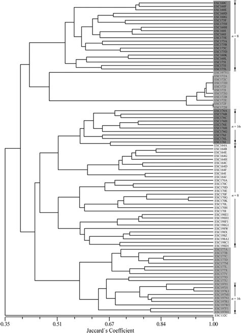 Unweighted Pair Group Method Arithmetic Average Upgma Dendrogram Download Scientific Diagram