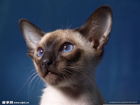 猫摄影图 野生动物 生物世界 摄影图库 昵图网