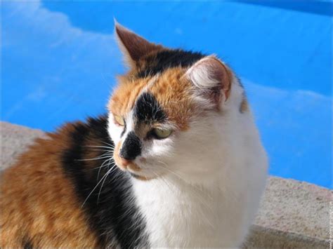 Chat Race Isabelle Chaton Chartreux Angora