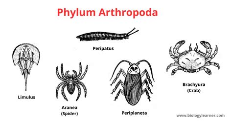 Phylum Arthropoda Animals