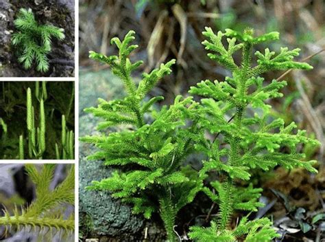 蕨类种类 蕨类 第4页 大山谷图库