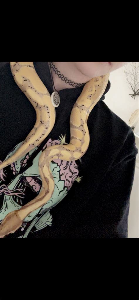 Morph Identification Banana Ball Pythons MorphMarket Reptile Community