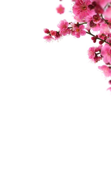 Sakura By Maryredmm On Deviantart