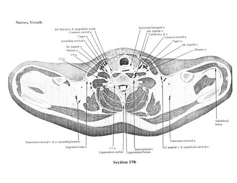 Cross Sectional Human Anatomy