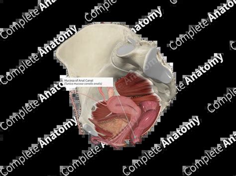 Mucosa Of Anal Canal Complete Anatomy