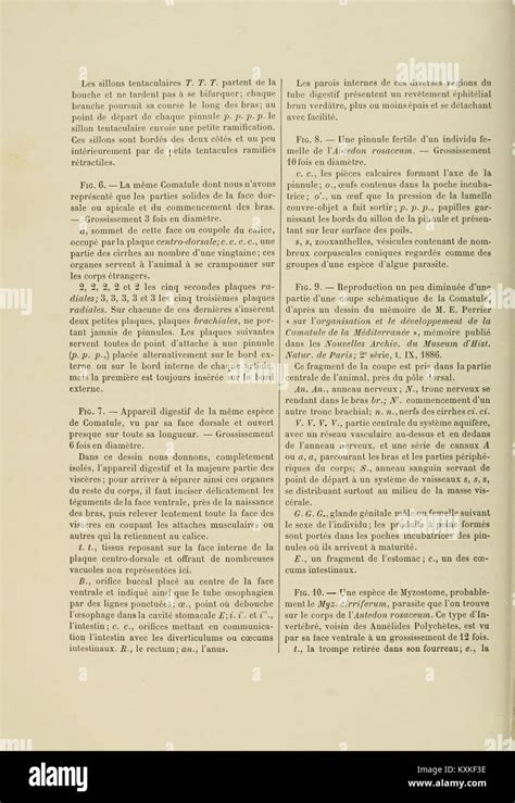 This Plate From The Atlas Of Comparative Anatomy Of Invertebrates Presents Detailed