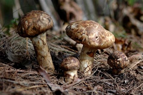자연산 식용버섯의 종류 사진으로 알아보기 네이버 블로그