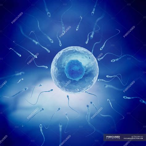 Human Egg Cell And Sperm