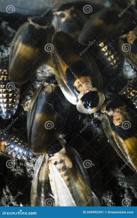 Yellow Bugs Mating Insects Making Love On A Purple Flower Stock Image CartoonDealer Com