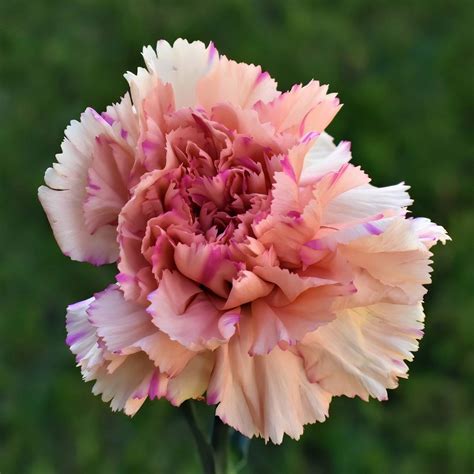 НИЕ С МЛАДЕН МИСАНА СМЕ ГОТОВИ С НАЙ НОВАТА КНИГА Росица Копукова Форуми