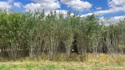 How Do Biomass Crops Impact Farm Carbon Footprint